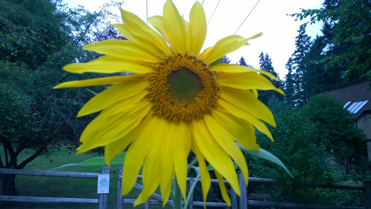 About – wild sprout