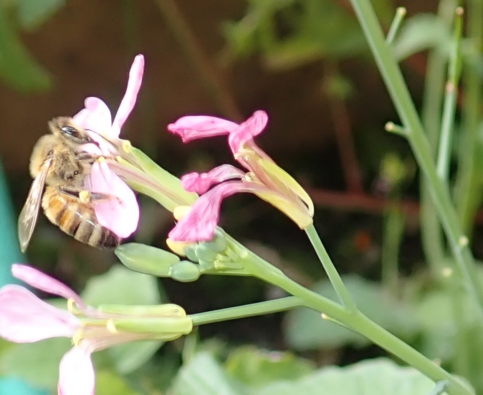Honey Bees and the Royal Red Radish Flowers – wild sprout
