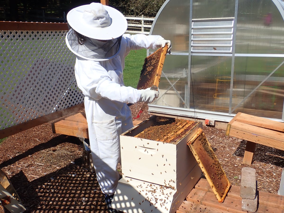 Host a Hive 2020 Program – wild sprout