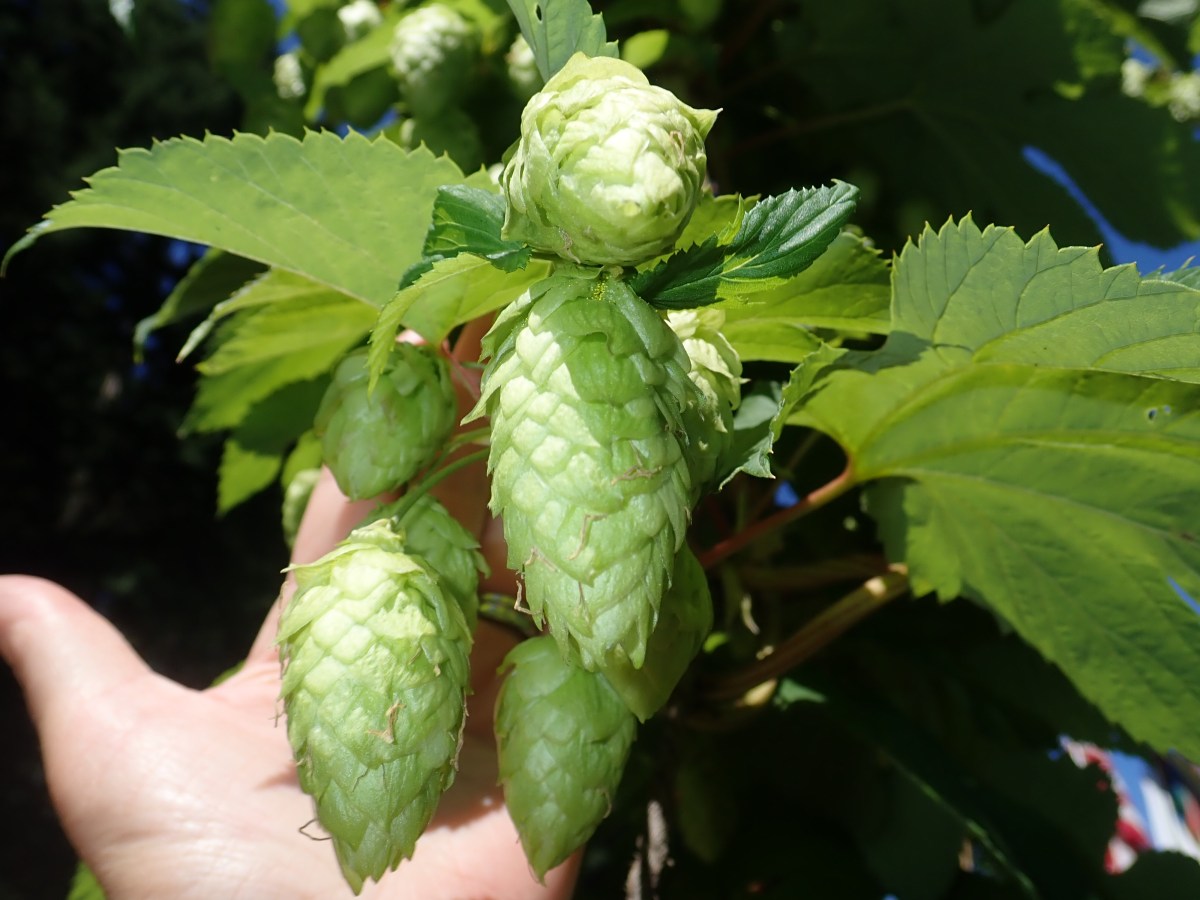 Hopped Honey Mead Recipe – wild sprout