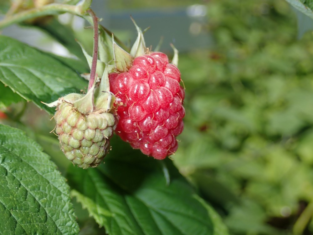 Easy Berry Ice Cream – wild sprout