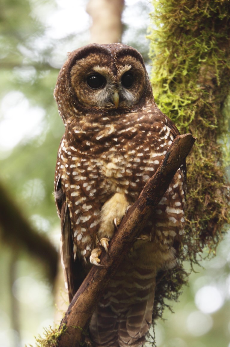 Northern Spotted Owl – wild sprout