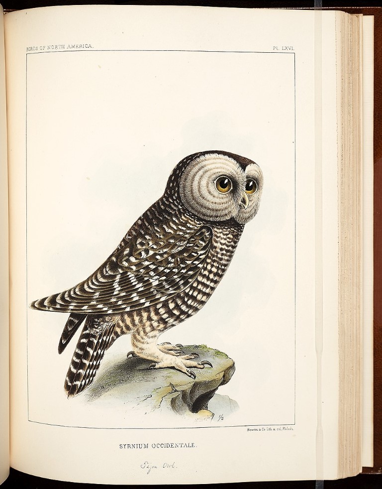Northern Spotted Owl – wild sprout