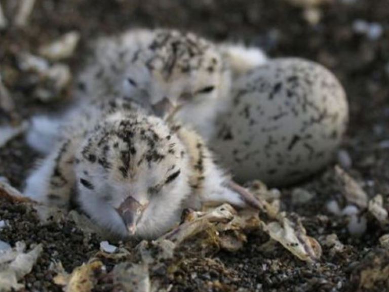 Western Snowy Plover – wild sprout