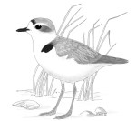 Western Snowy Plover – wild sprout