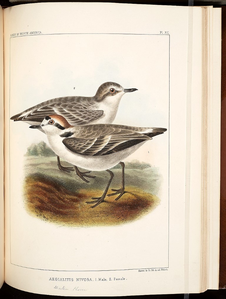 Western Snowy Plover – wild sprout