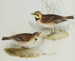 Streaked Horned Lark – wild sprout