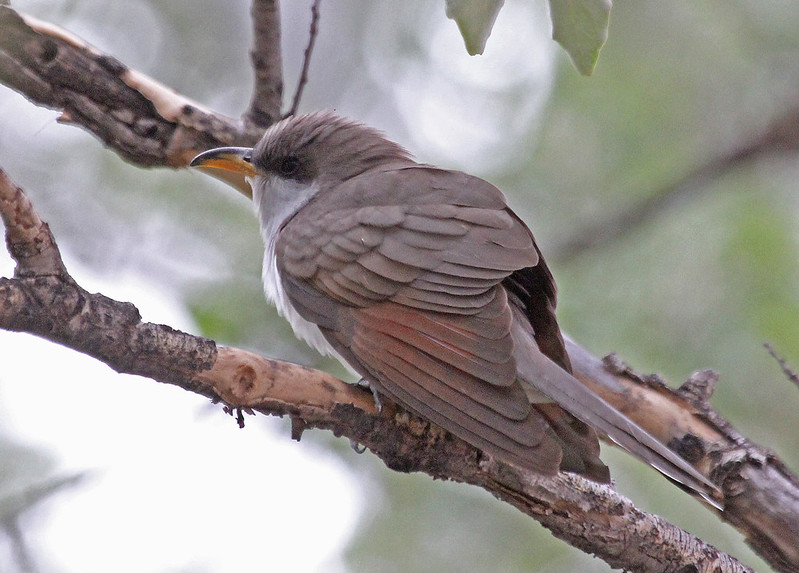 Yellow-billed Cuckoo – wild sprout