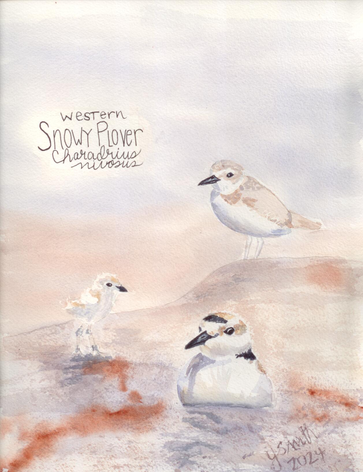 Western Snowy Plover – wild sprout