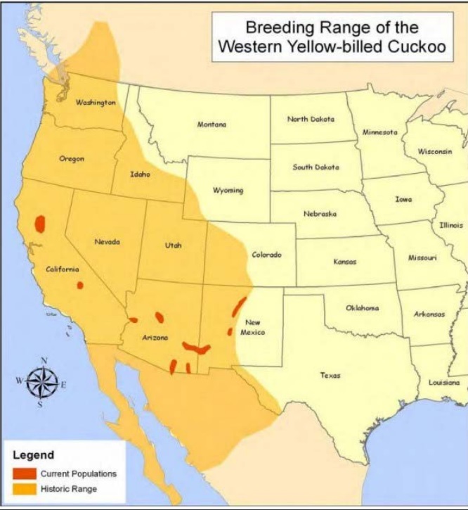 Yellow-billed Cuckoo – wild sprout