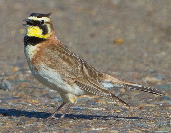 Streaked Horned Lark – wild sprout