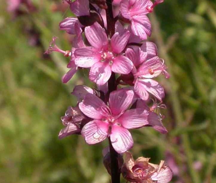 Nelson’s Checker-mallow – wild sprout