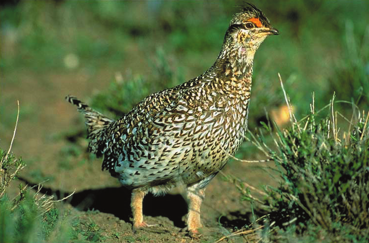 Columbian Sharp-tailed Grouse – wild sprout