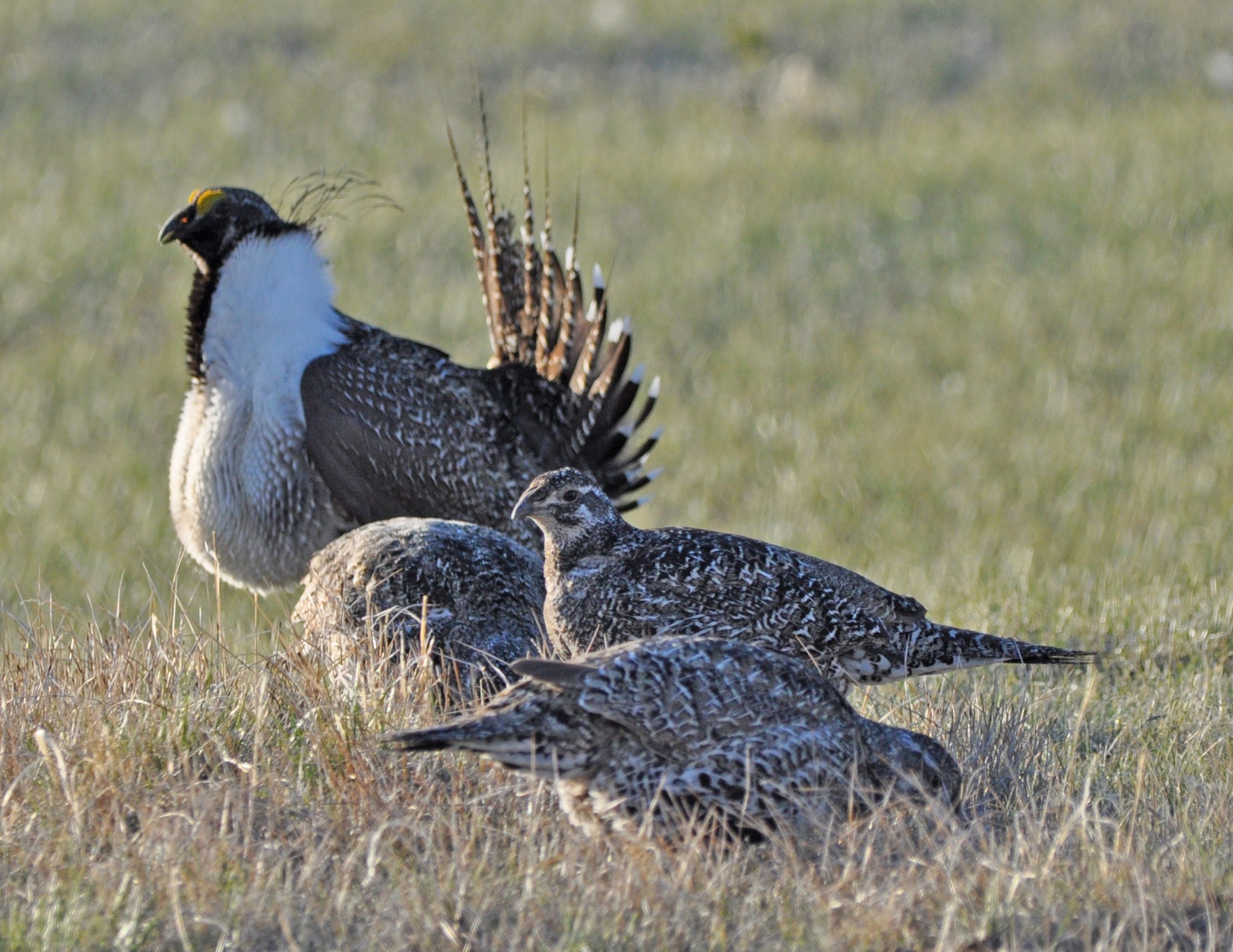 Greater Sage Grouse – wild sprout