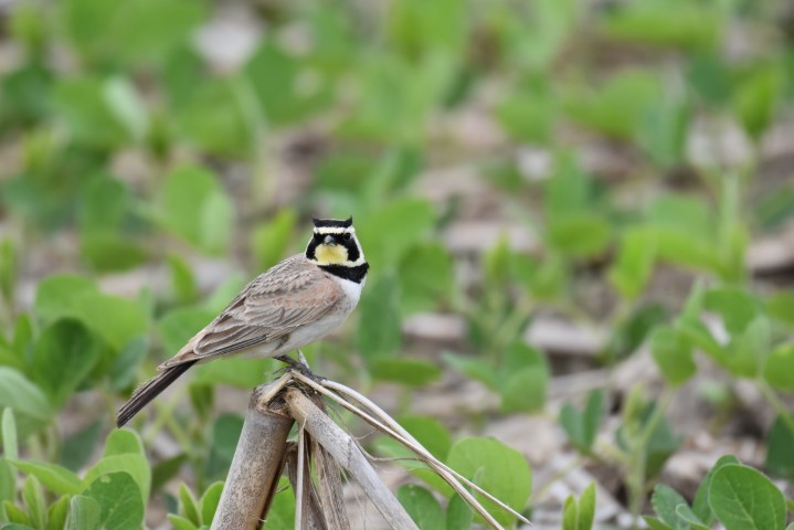 Streaked Horned Lark – wild sprout