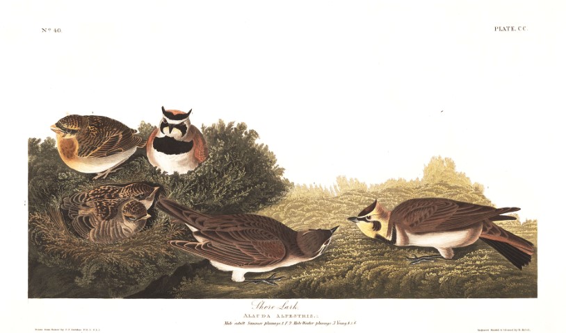 Streaked Horned Lark – wild sprout
