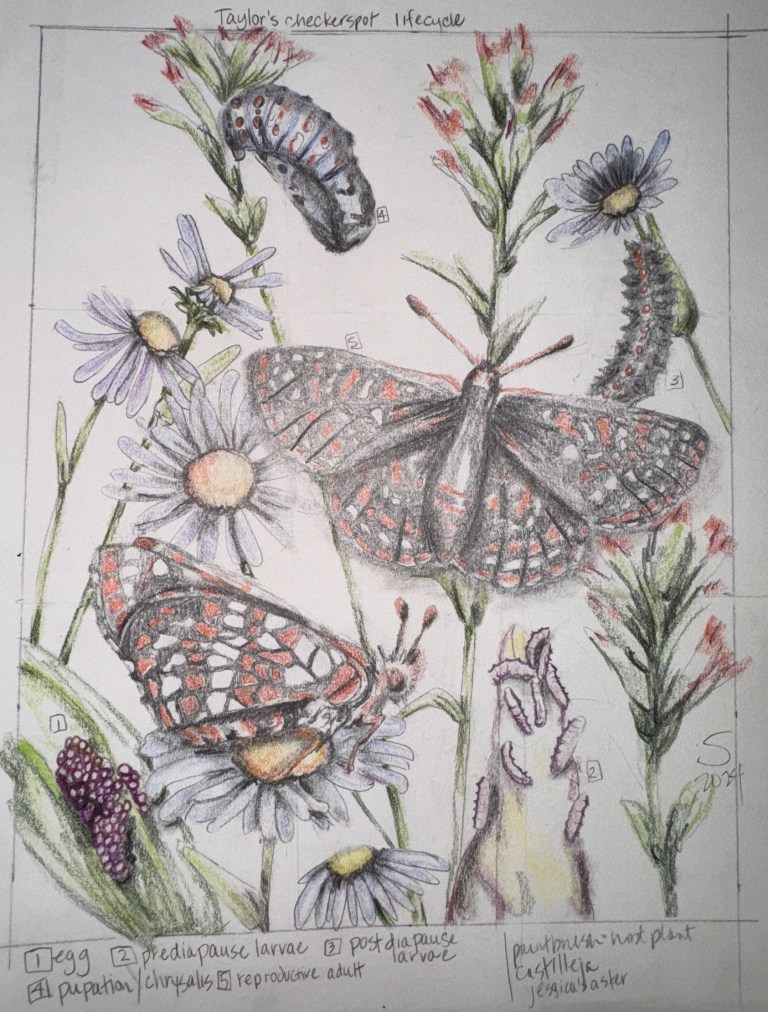 Taylor’s Checkerspot – wild sprout