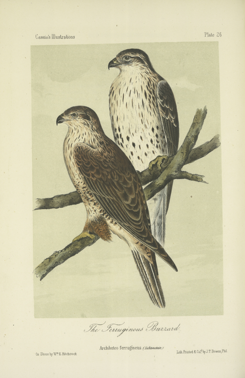 Ferruginous Hawk – wild sprout