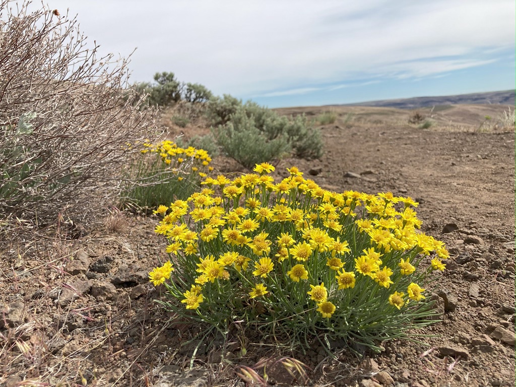 Shrubsteppe of Washington – wild sprout