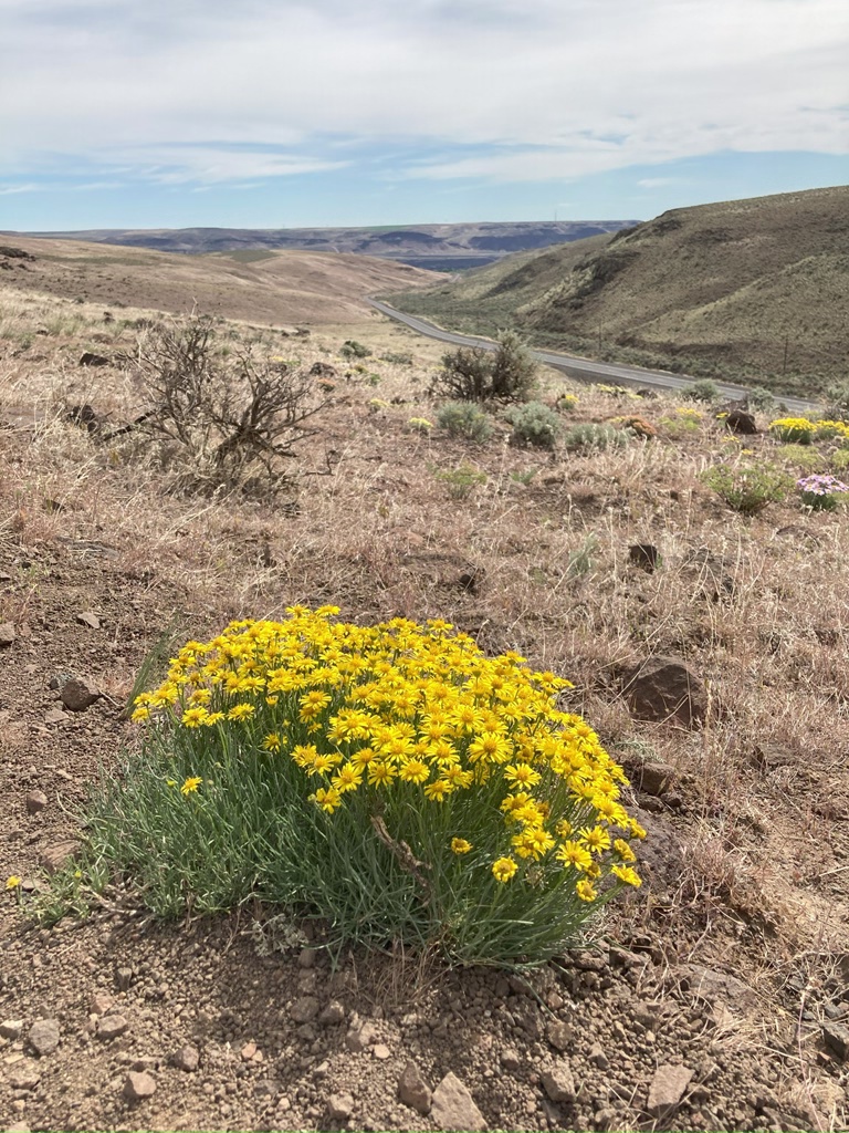 Shrubsteppe of Washington – wild sprout