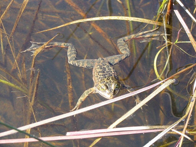 Oregon Spotted Frog: A Sentinel of Washington’s Wetlands – wild sprout