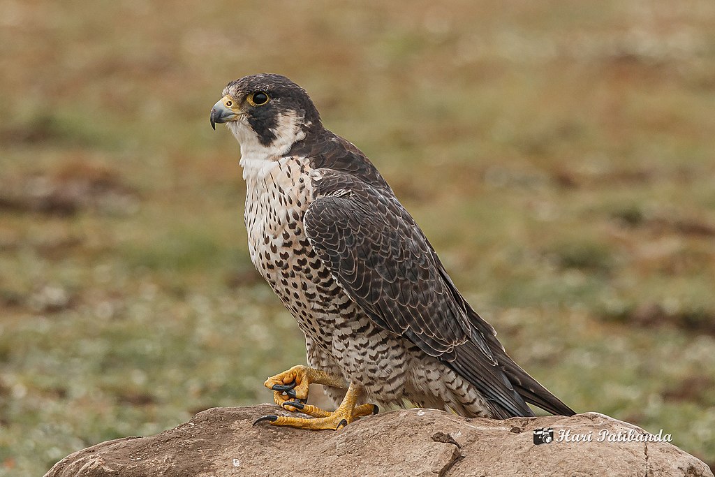 The Pacific Flyway: Washington’s Vital Role in Bird Migration – wild sprout