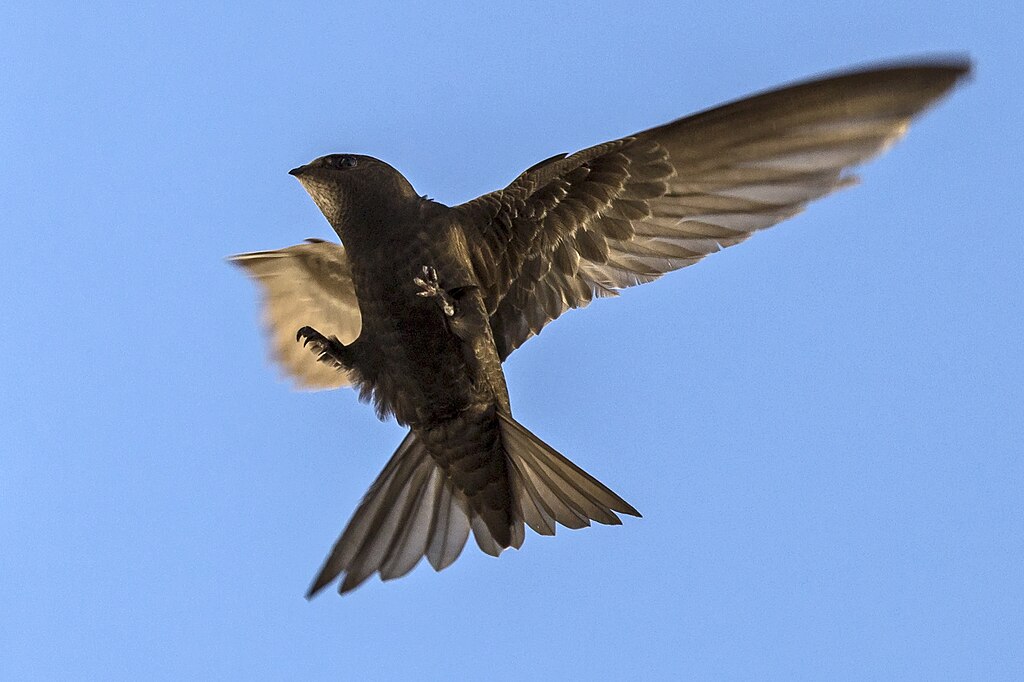 The Pacific Flyway: Washington’s Vital Role in Bird Migration – wild sprout