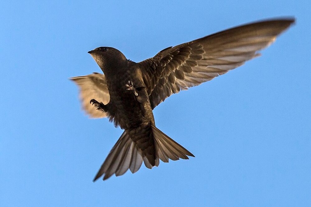 The Pacific Flyway: Washington’s Vital Role in Bird Migration – wild sprout