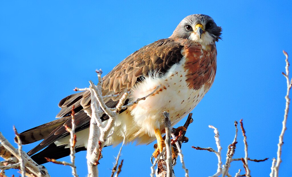 The Pacific Flyway: Washington’s Vital Role in Bird Migration – wild sprout