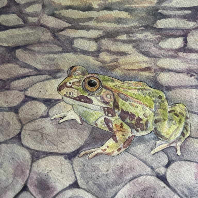 Northern Leopard Frog – wild sprout