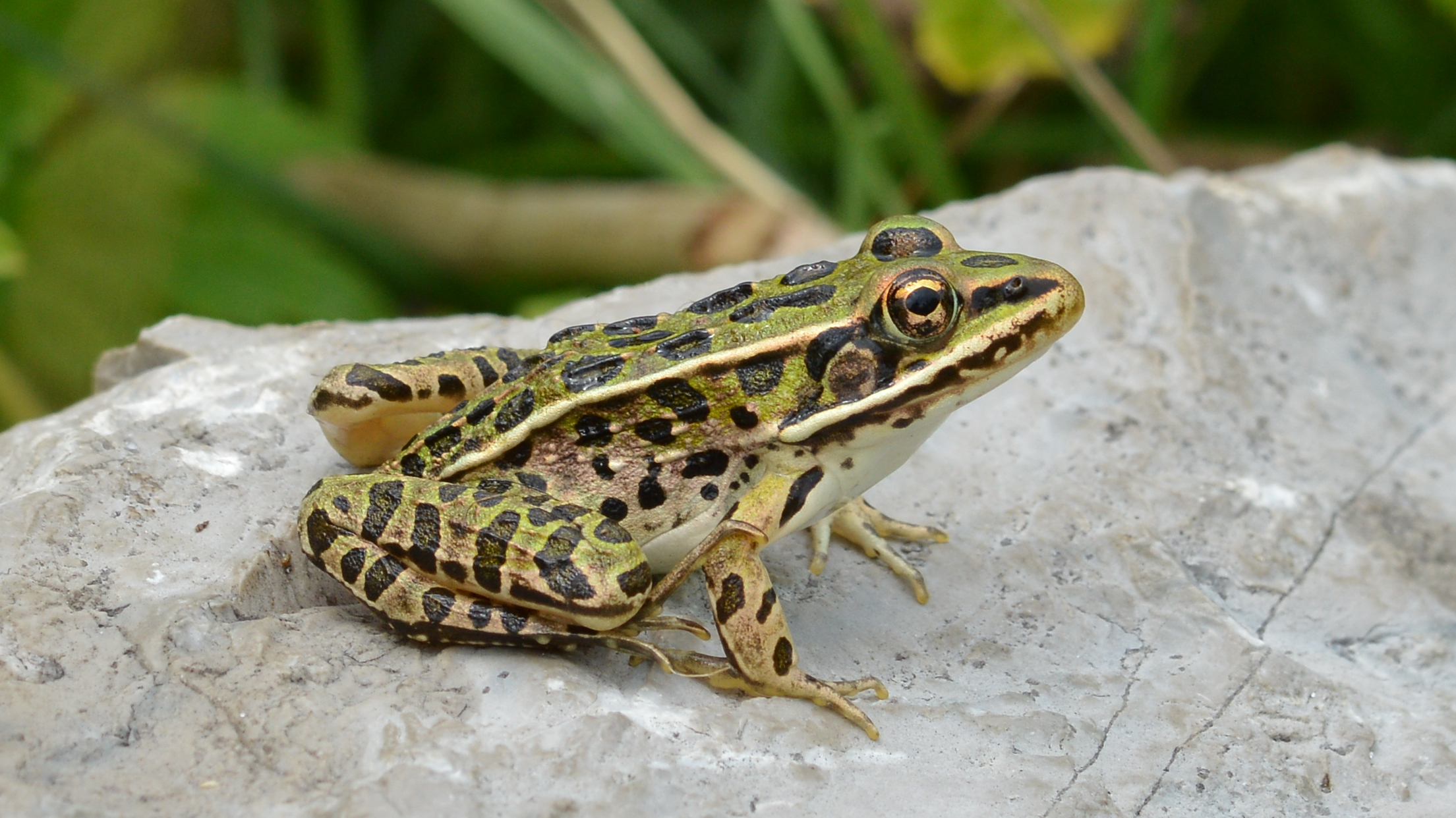 Northern Leopard Frog – wild sprout