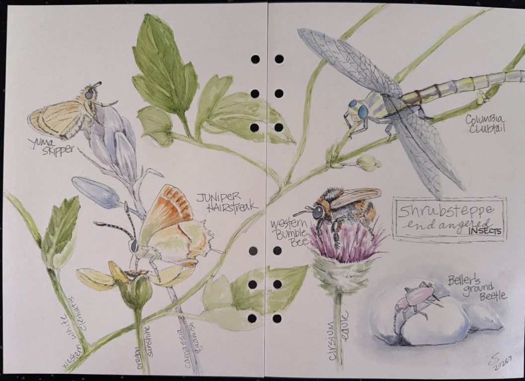 Endangered Insects of the Washington Shrubsteppe – wild sprout
