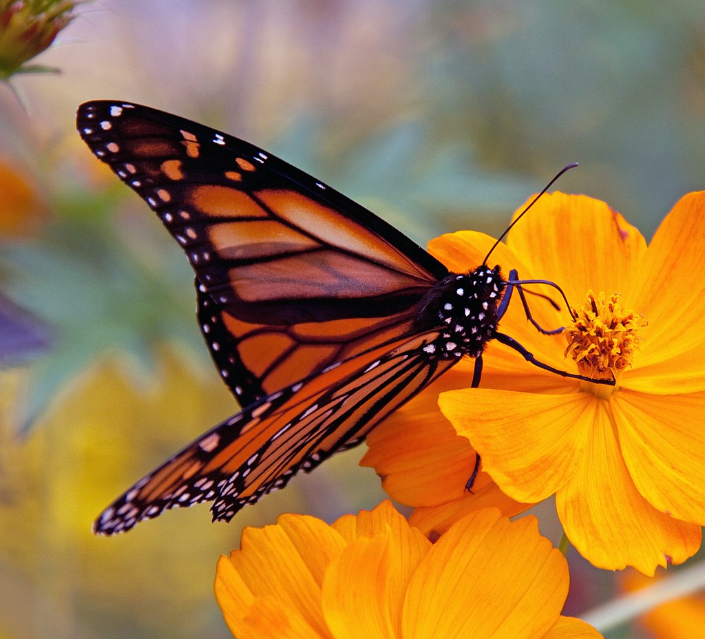Western Monarch (Danaus plexippus) – wild sprout