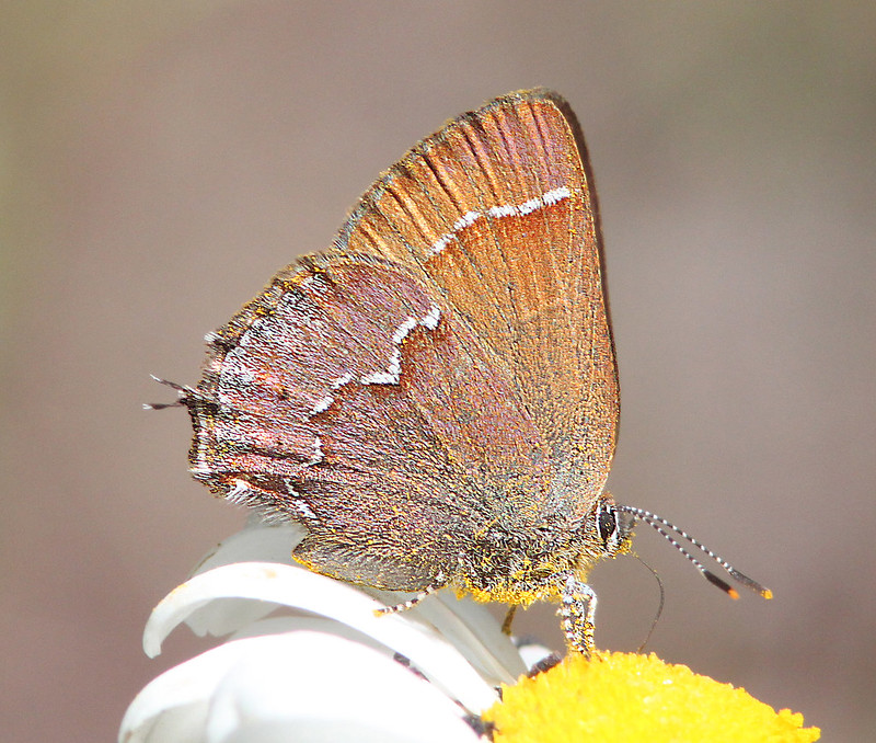 Endangered Insects of the Washington Temperate Forest – wild sprout