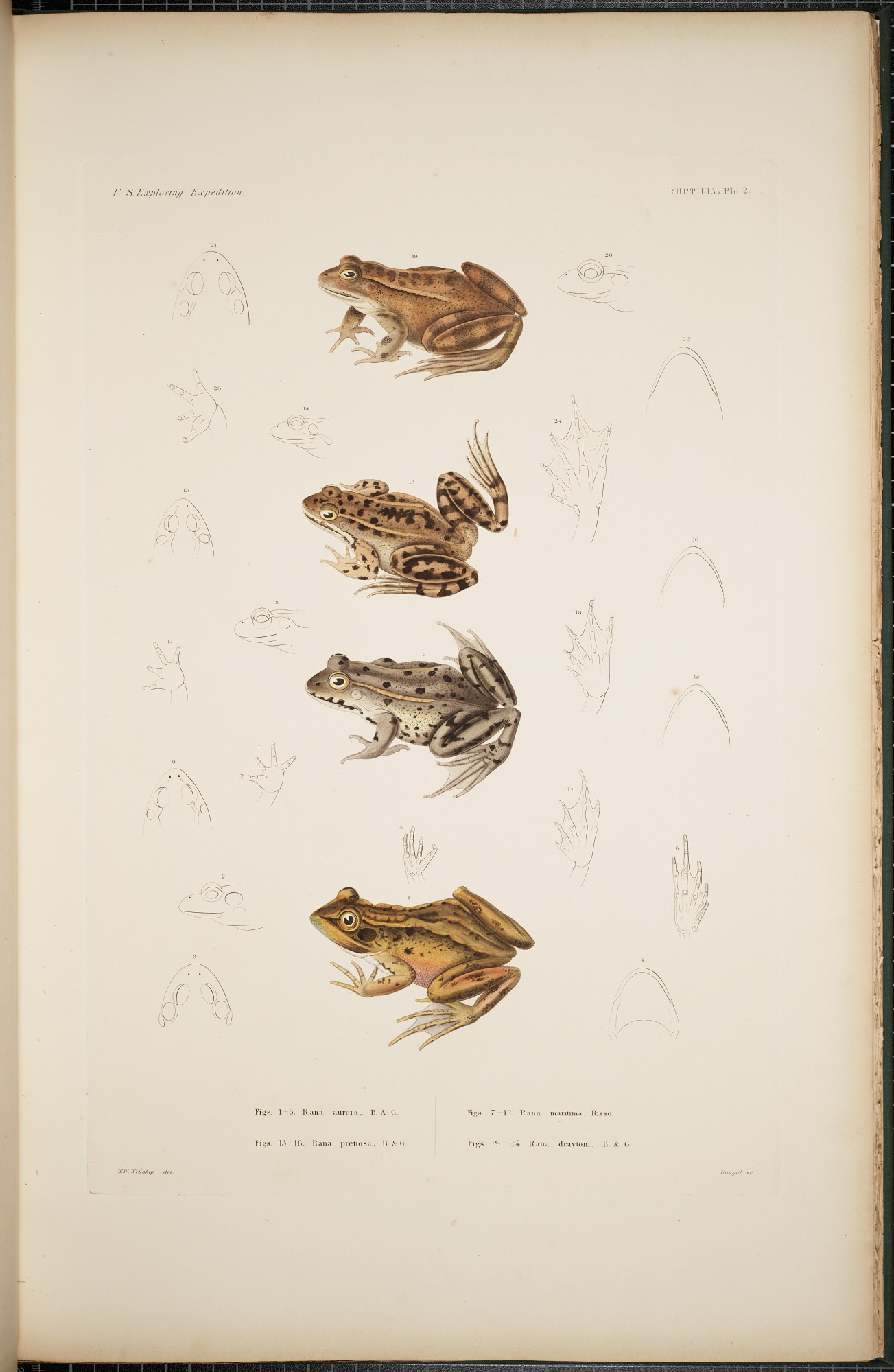 Oregon Spotted Frog: A Sentinel of Washington’s Wetlands – wild sprout